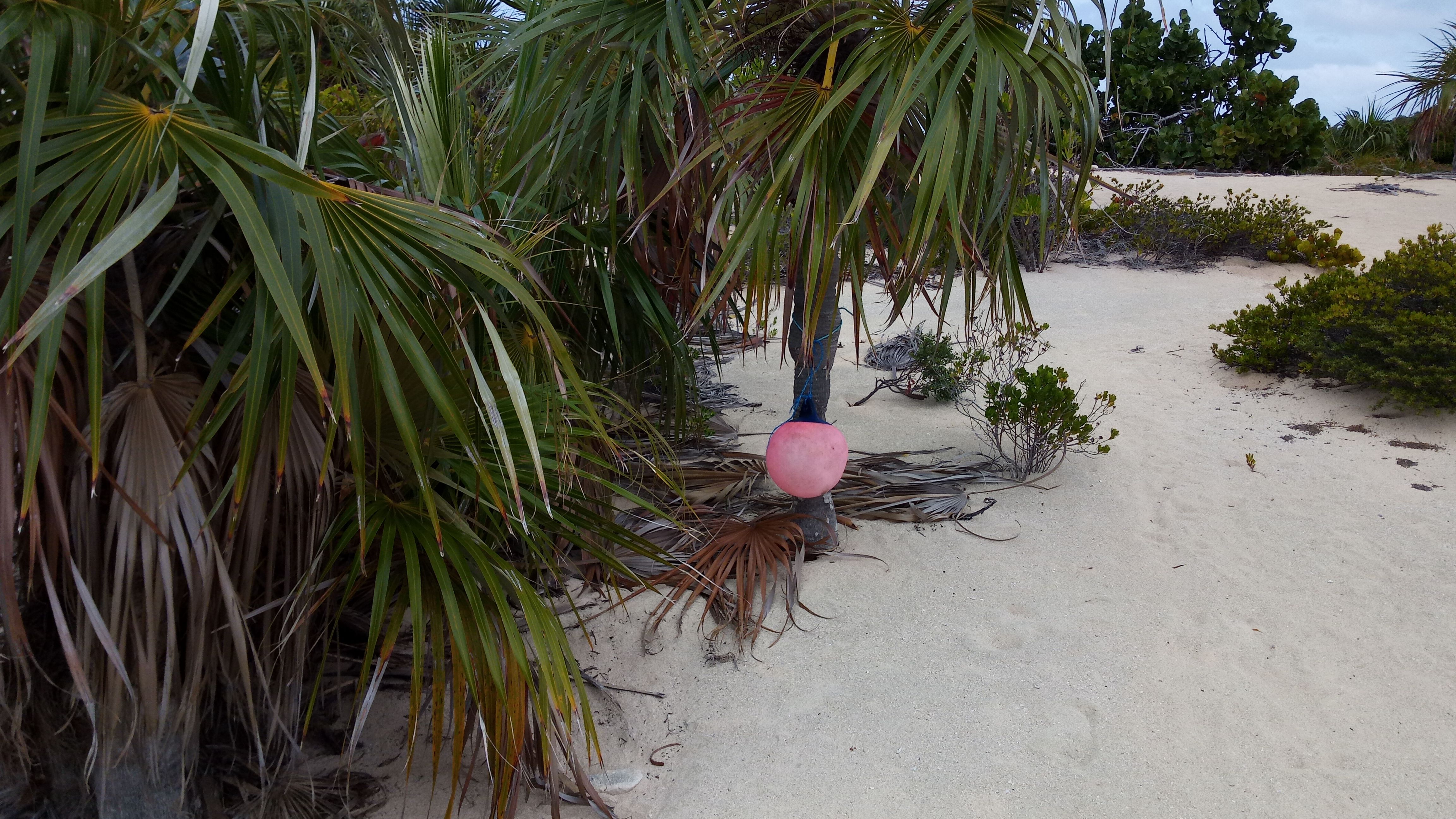 Little Farmer’s Cay à Little Farmer’s Cay : on va faire un tour sous la ...